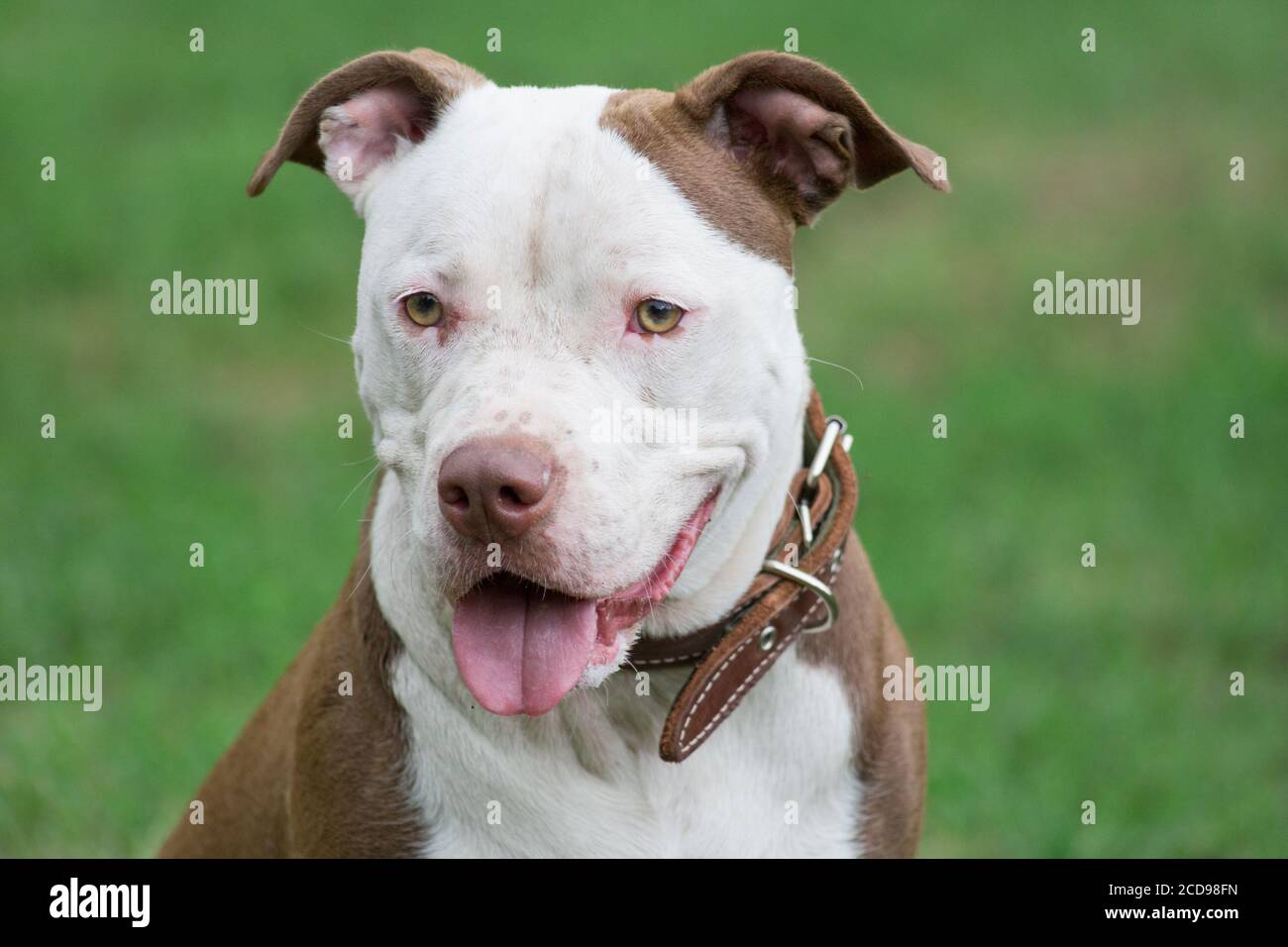 Purebred American Pitbull