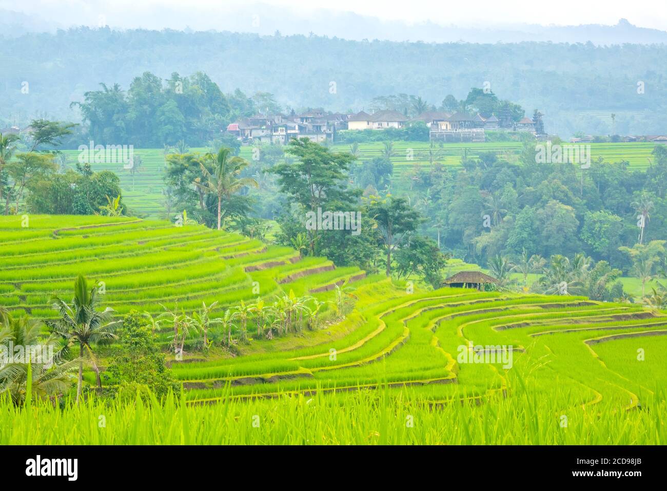 Indonesia. Terraces of multi-level rice fields, palms and huts after ...