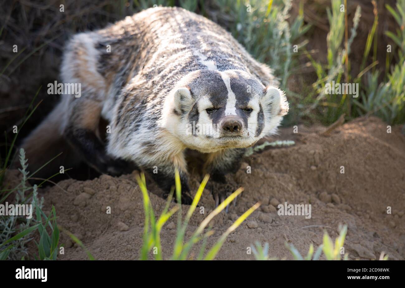 Badger in the wild Stock Photo - Alamy