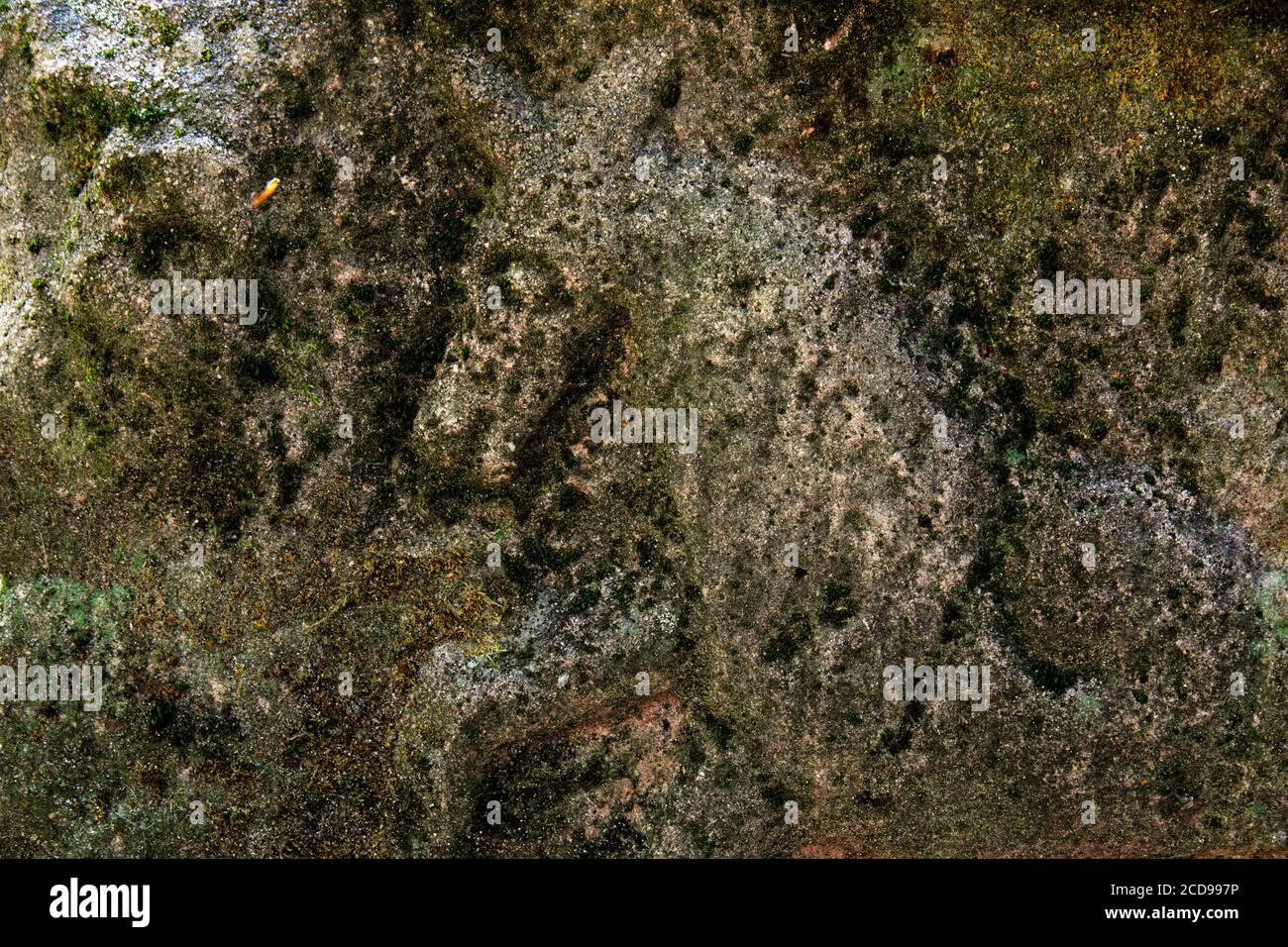 Gallo fish hi-res stock photography and images - Alamy