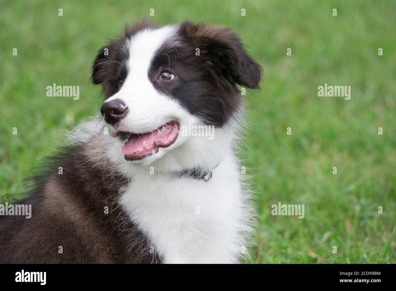 Portrait of cute border collie puppy. Close up. Pet animals. Purebred ...