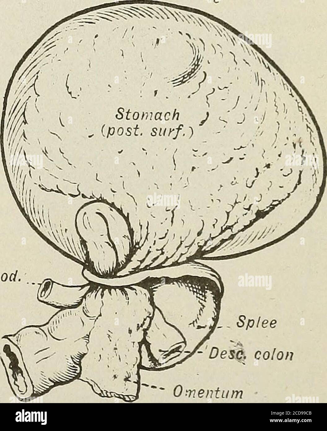Thoraco abdominal hi-res stock photography and images - Alamy