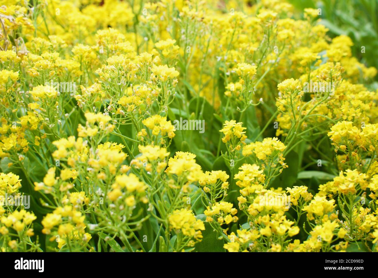 High angle closeup shot of yellow alyssum flowers Stock Photo - Alamy