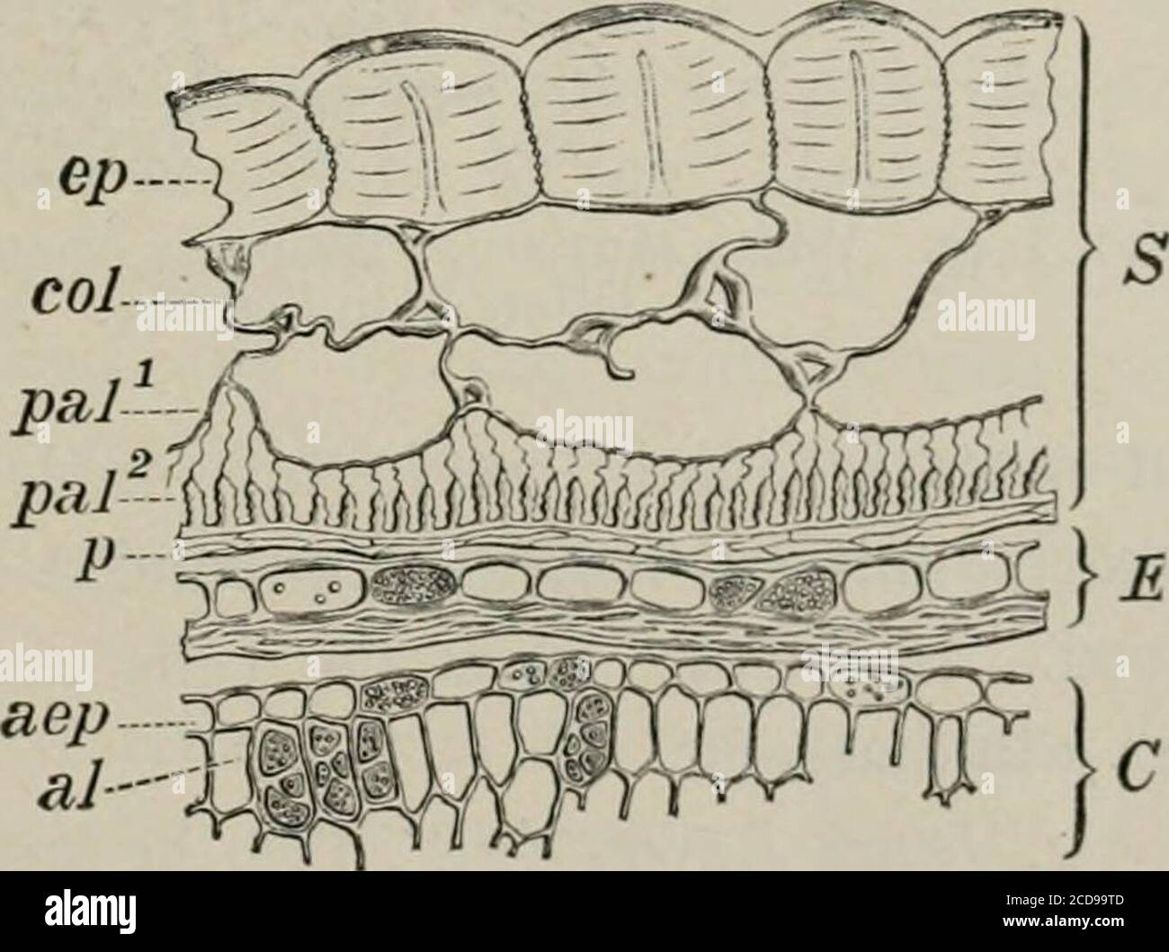 Sinalbin hi-res stock photography and images - Alamy