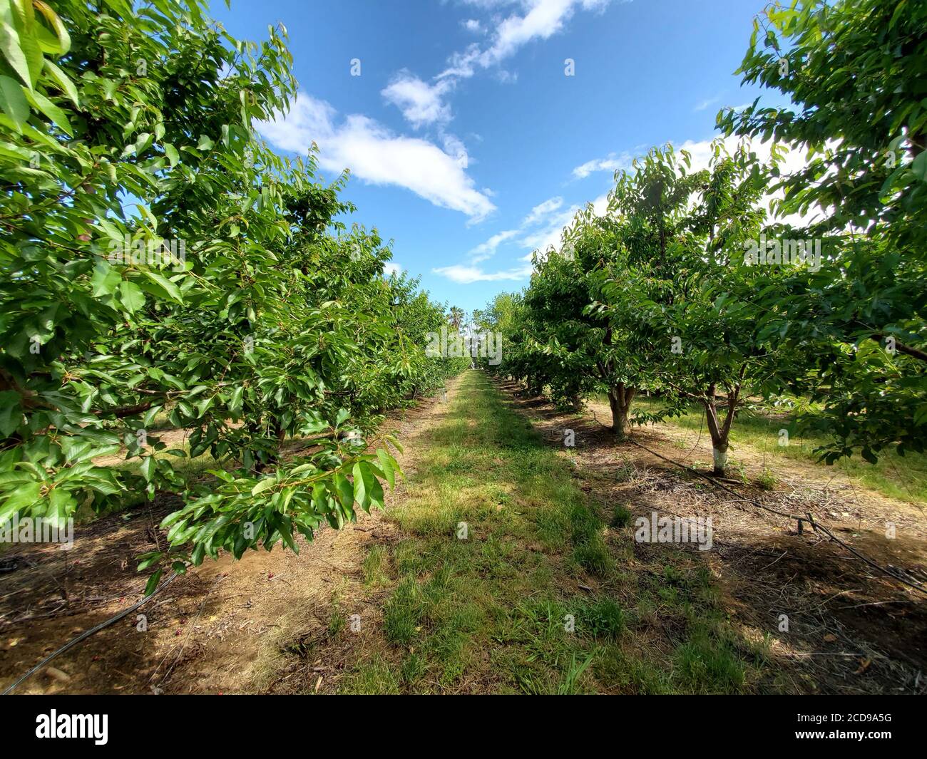 Cherry trees on a cherry farm in agricultural area of Brentwood ...