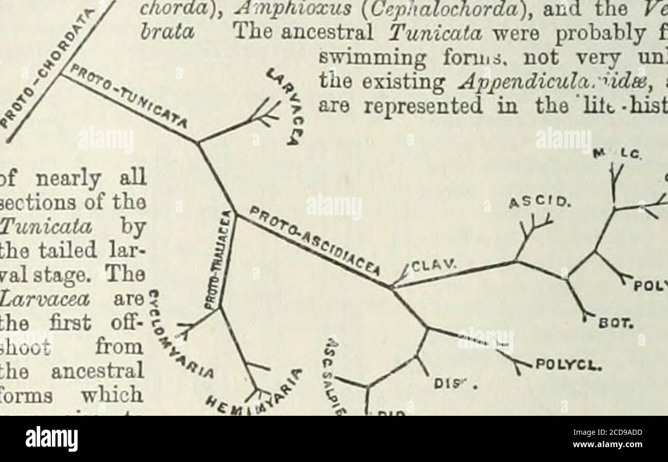 Thaliacea hi-res stock photography and images - Alamy