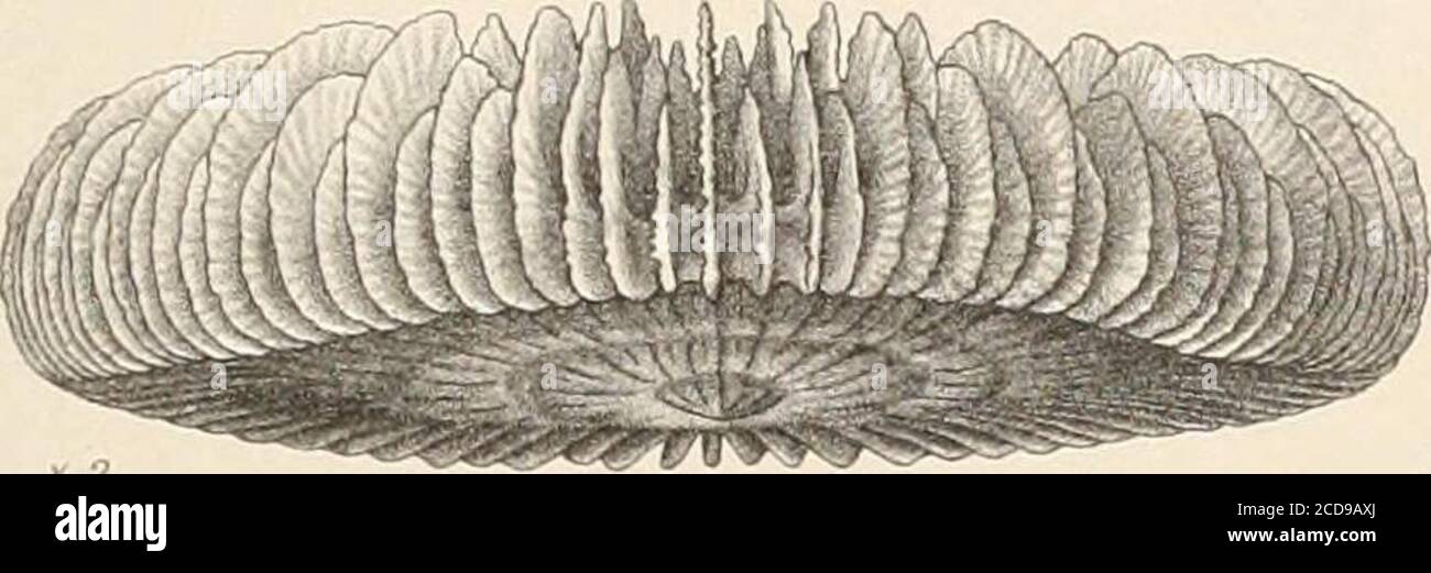 . Report on the scientific results of the voyage of H.M.S. Challenger ...