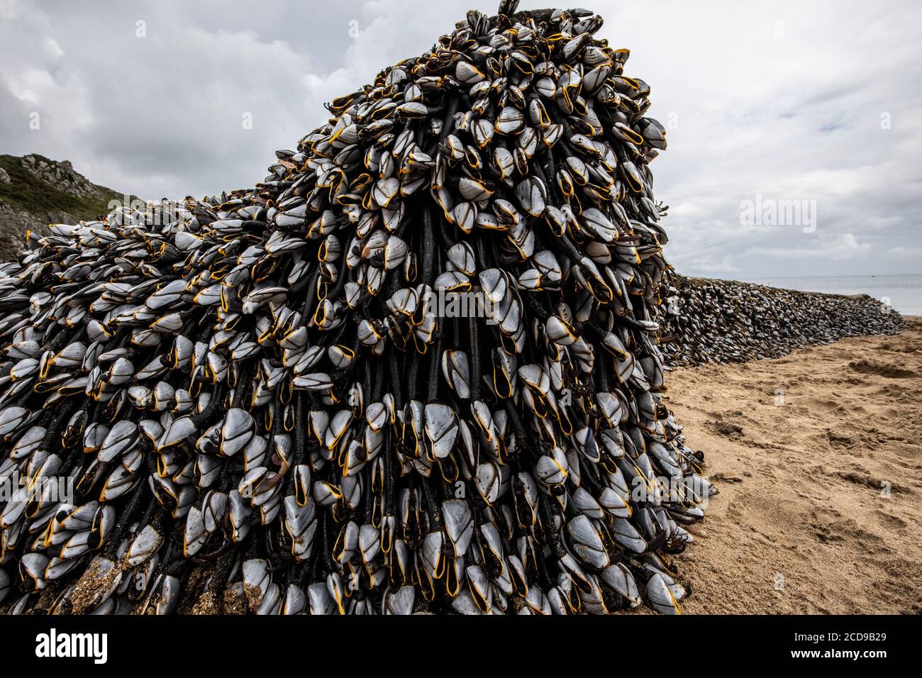 Goose barnacles attached to an old tree washed up at Barafundle Bay ...