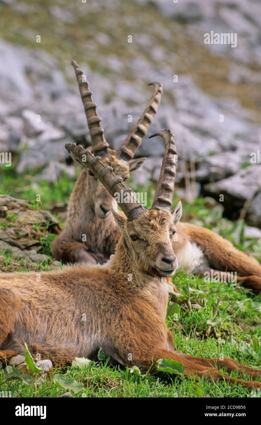 France, Haute Savoie, Chablais massif, alpine fauna, old ibex to the ...