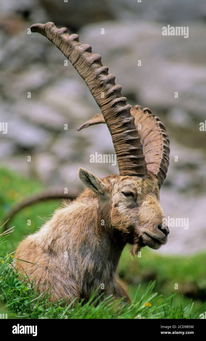 France, Haute Savoie, Chablais massif, alpine fauna, old ibex to the ...