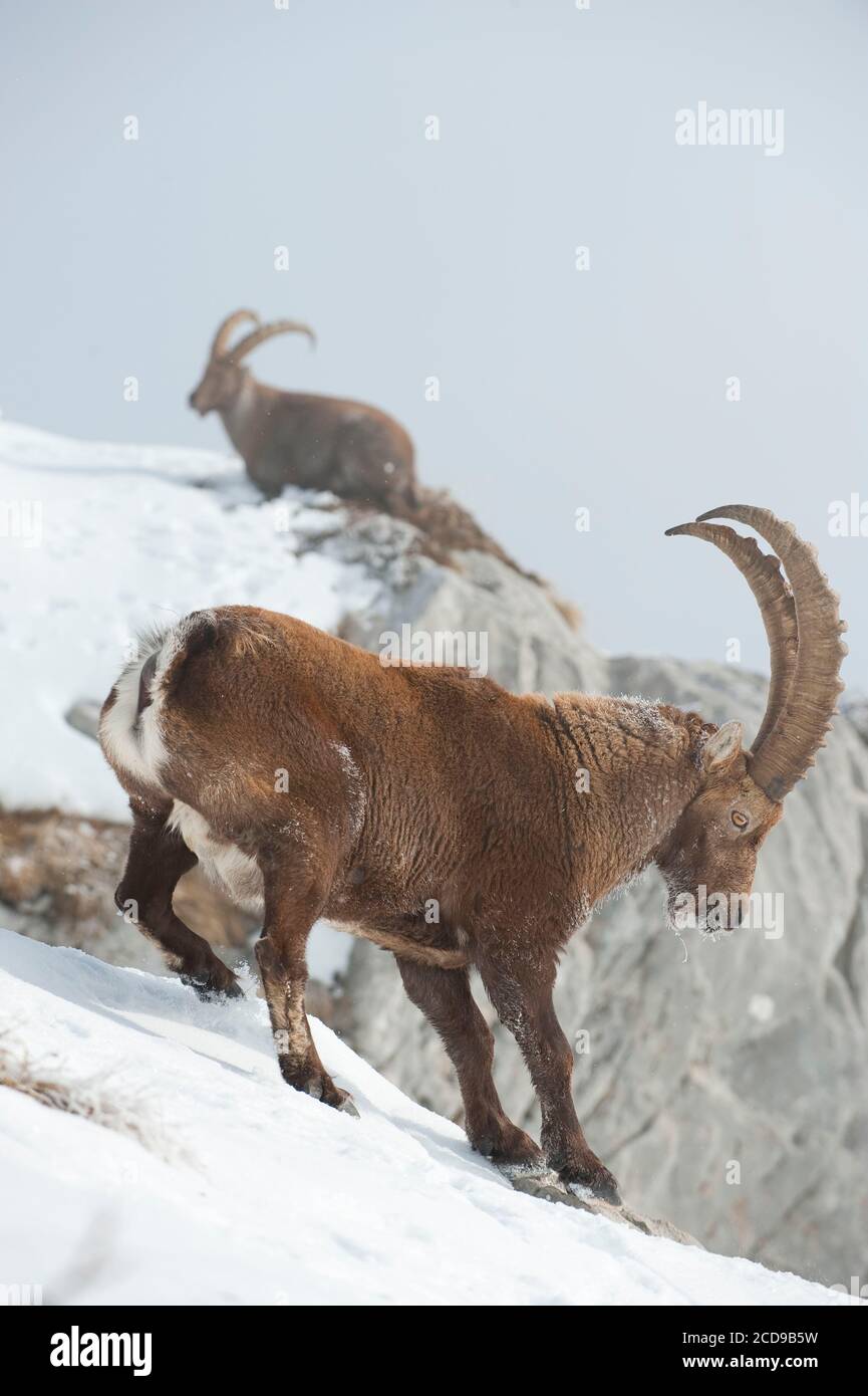 France, Haute Savoie, Bargy massif, alpine wild fauna, old ibex males ...