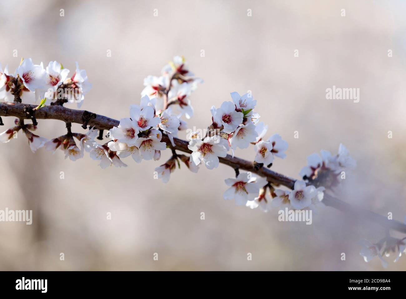 France, Alpes de Haute Provence, Brunet, almond trees in bloom Stock ...