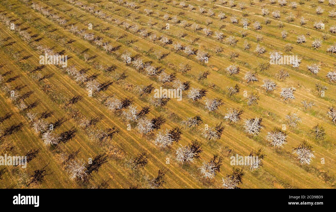 Field of almond hi-res stock photography and images - Alamy