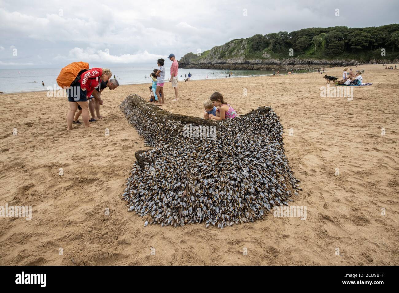 Goose barnacles attached to an old tree washed up at Barafundle Bay ...