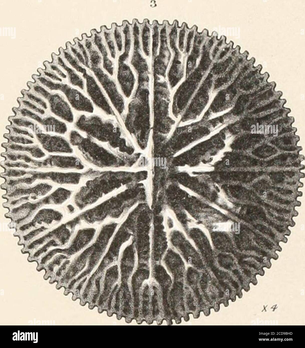 . Report on the scientific results of the voyage of H.M.S. Challenger ...