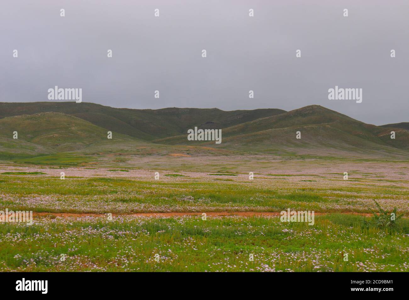 Mongolia steppe landscape of infinite grasslands under beautiful cloud ...