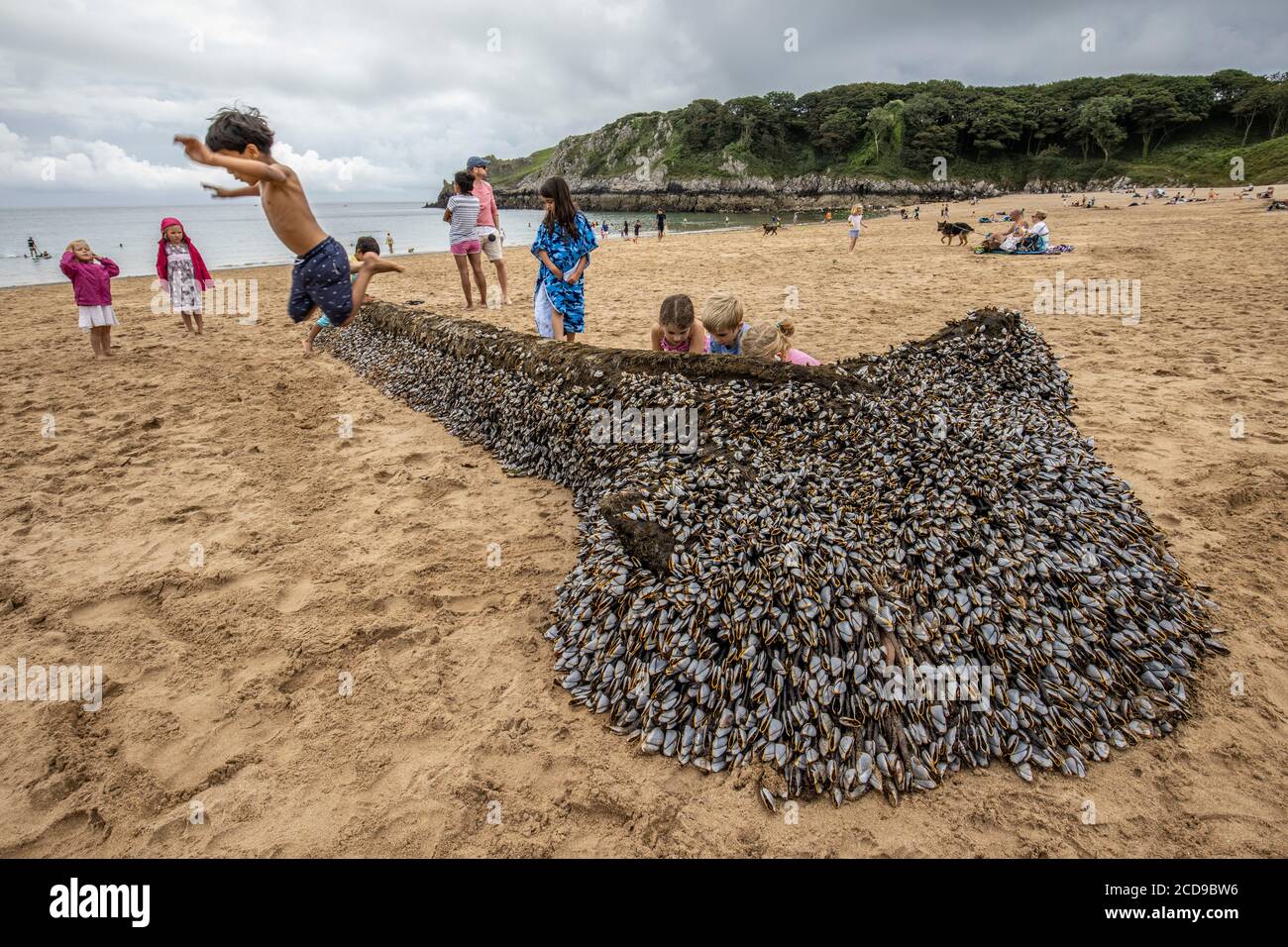Goose barnacles attached to an old tree washed up at Barafundle Bay ...