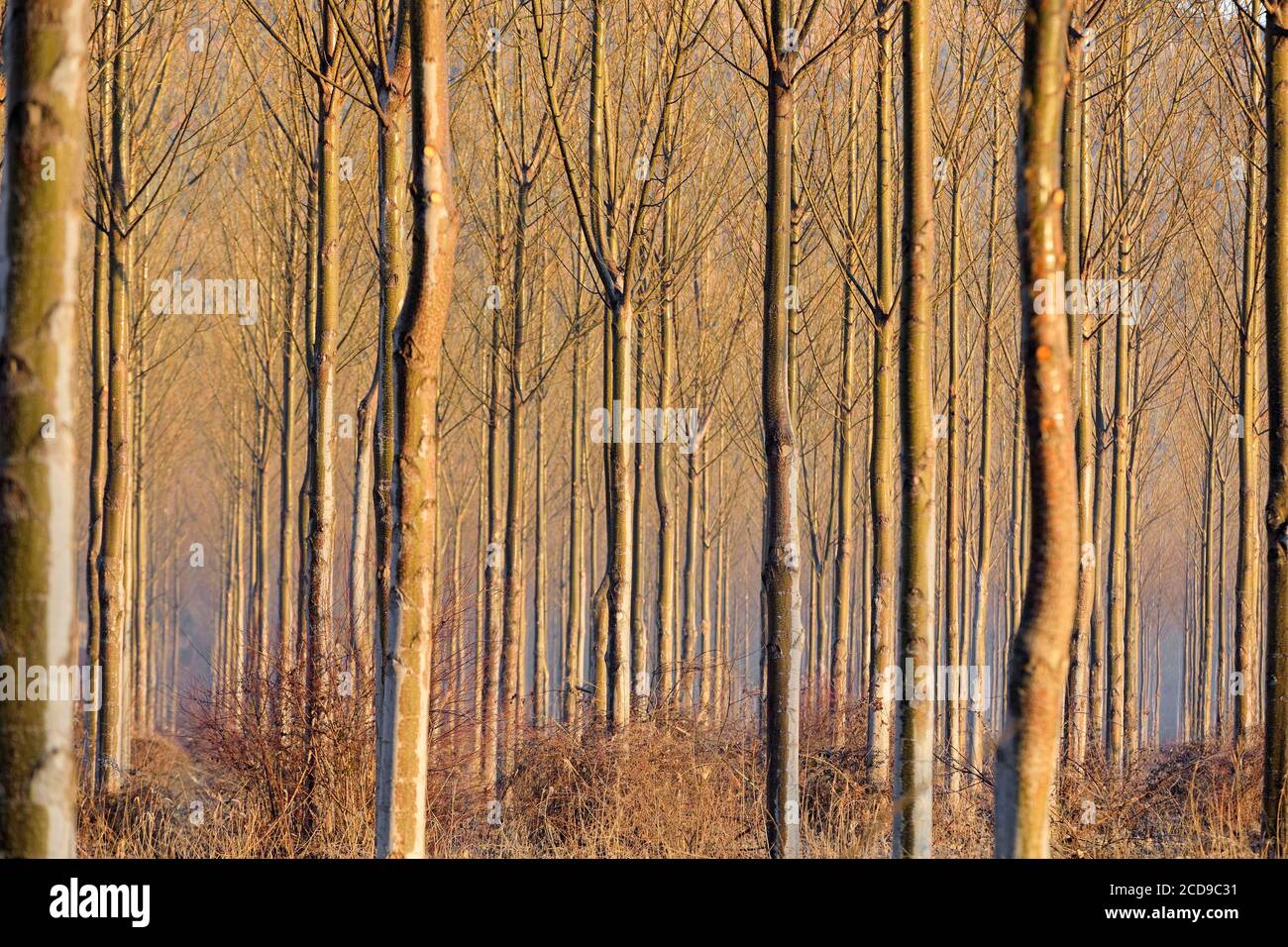 France, Vaucluse, Regional Natural Park of the Luberon, Vallee de la ...