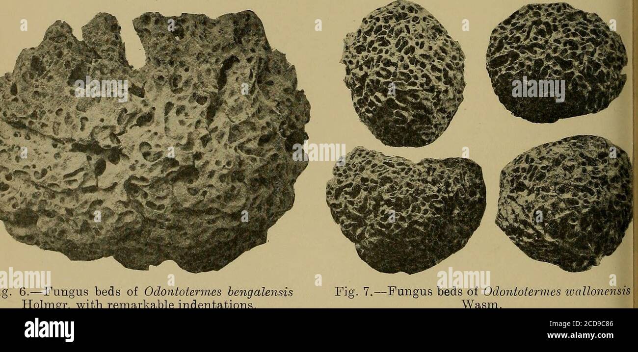 Odontotermes species hi-res stock photography and images - Alamy