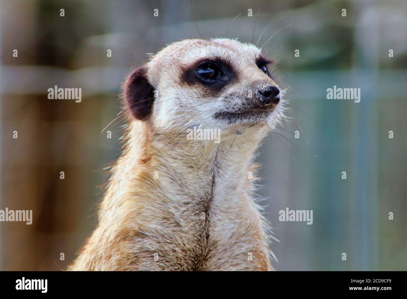 Meerkat head hi-res stock photography and images - Alamy