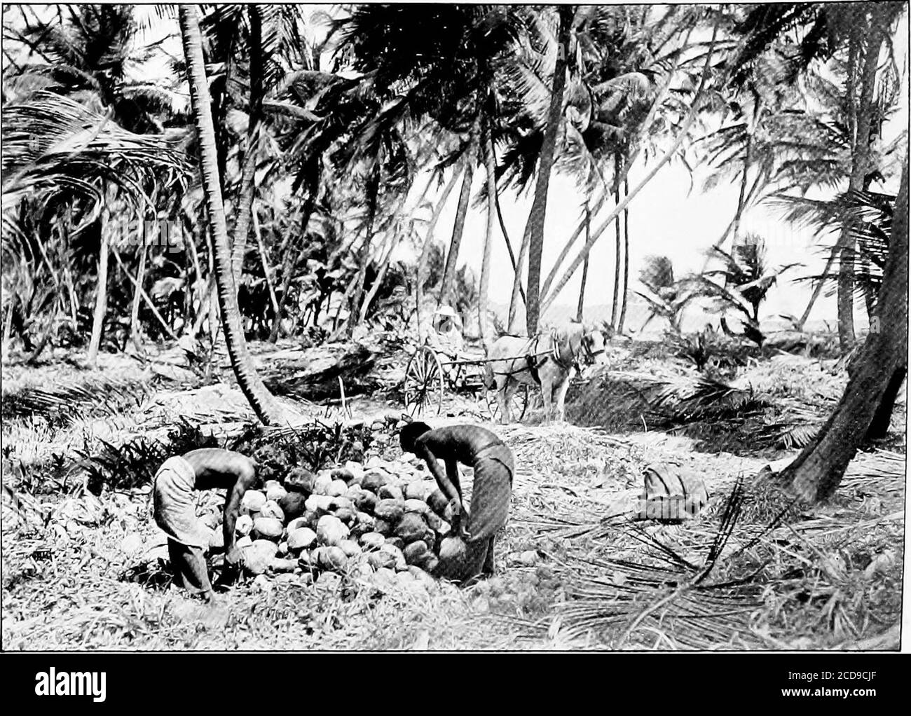 Nariva river hi-res stock photography and images - Alamy