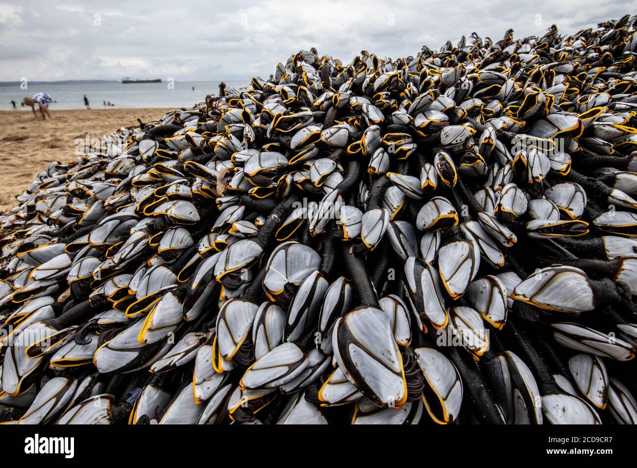Goose barnacles attached to an old tree washed up at Barafundle Bay ...