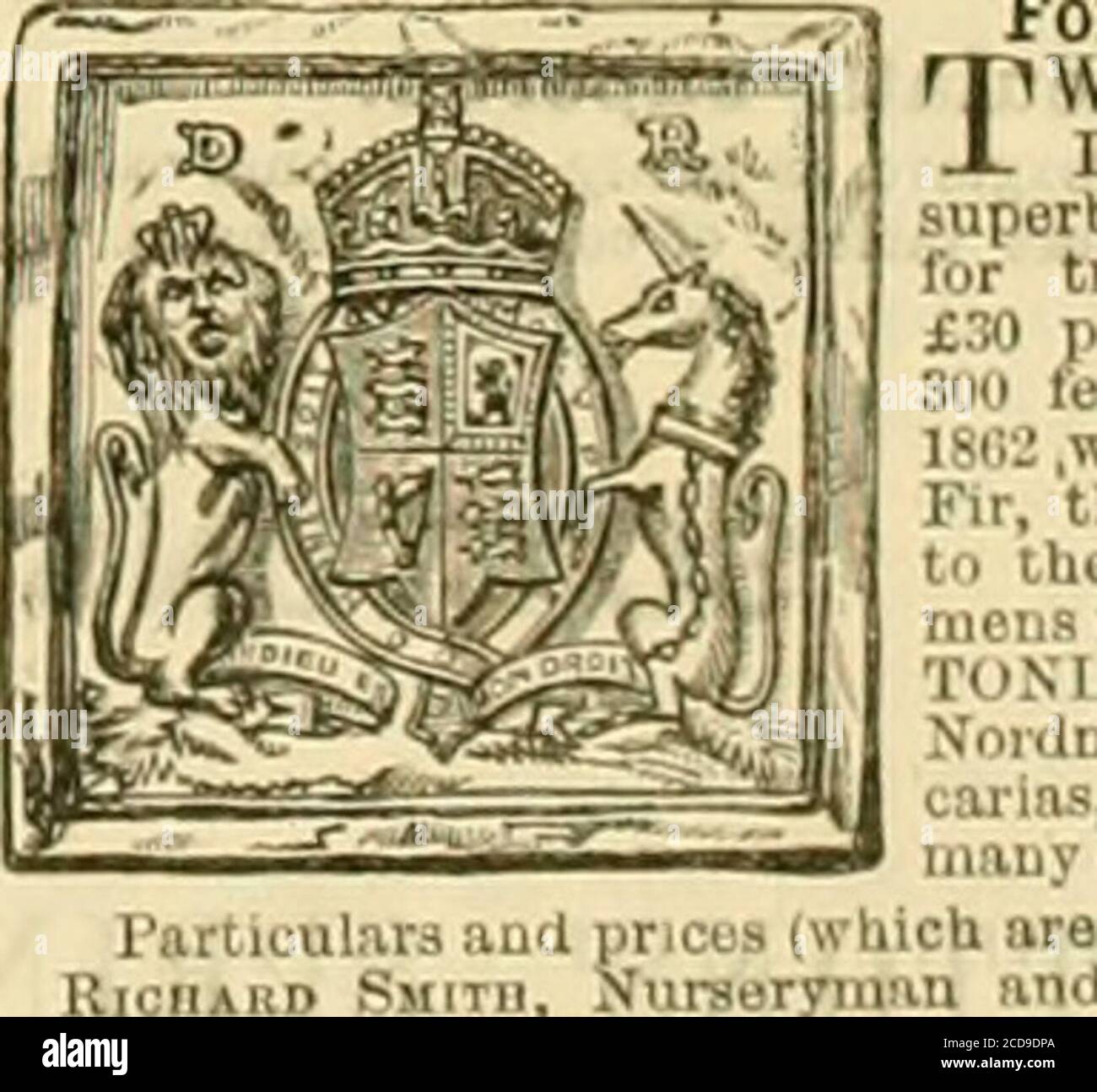 100 foot fir trees hi-res stock photography and images - Alamy