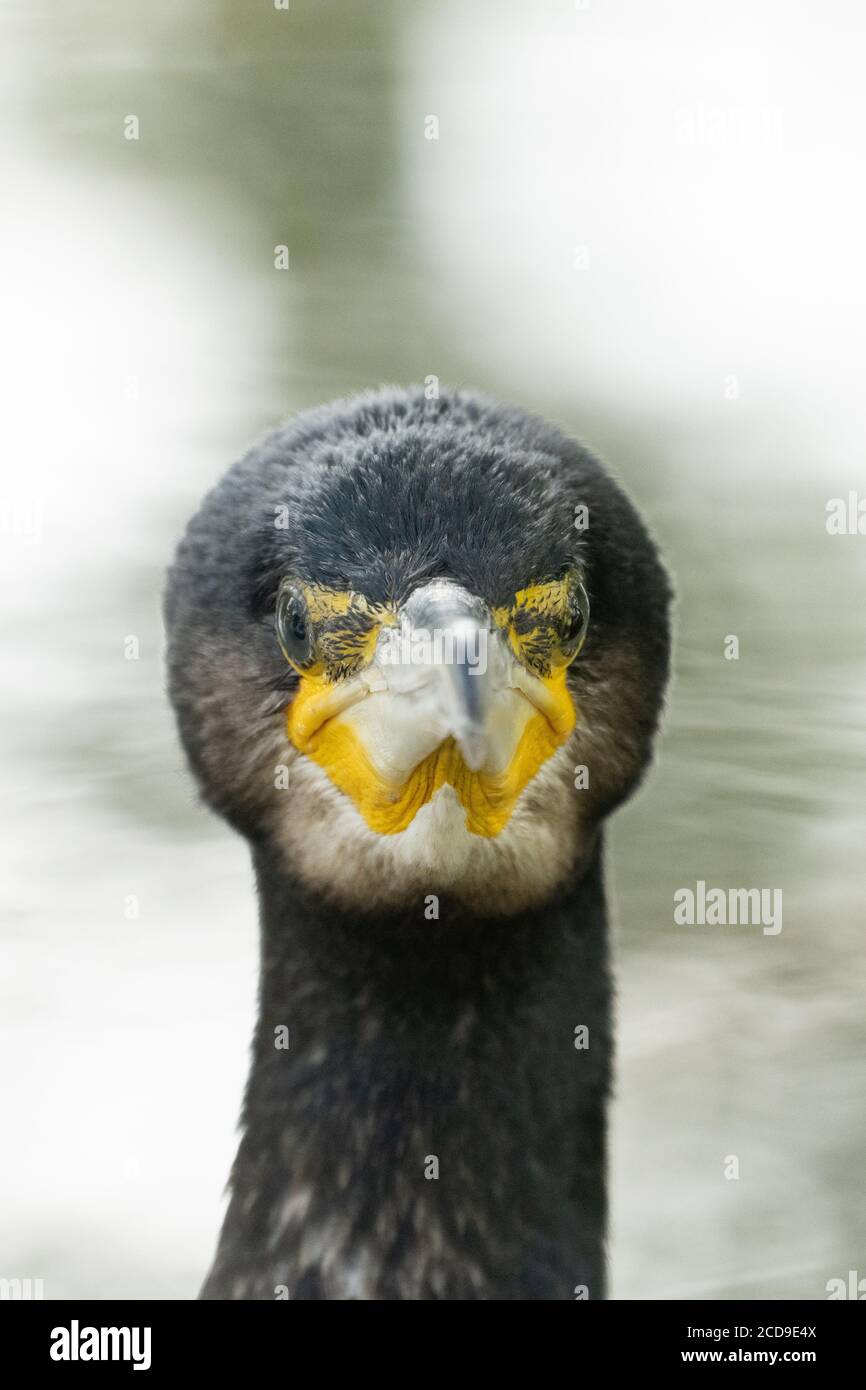 A great cormorant portrait Stock Photo - Alamy