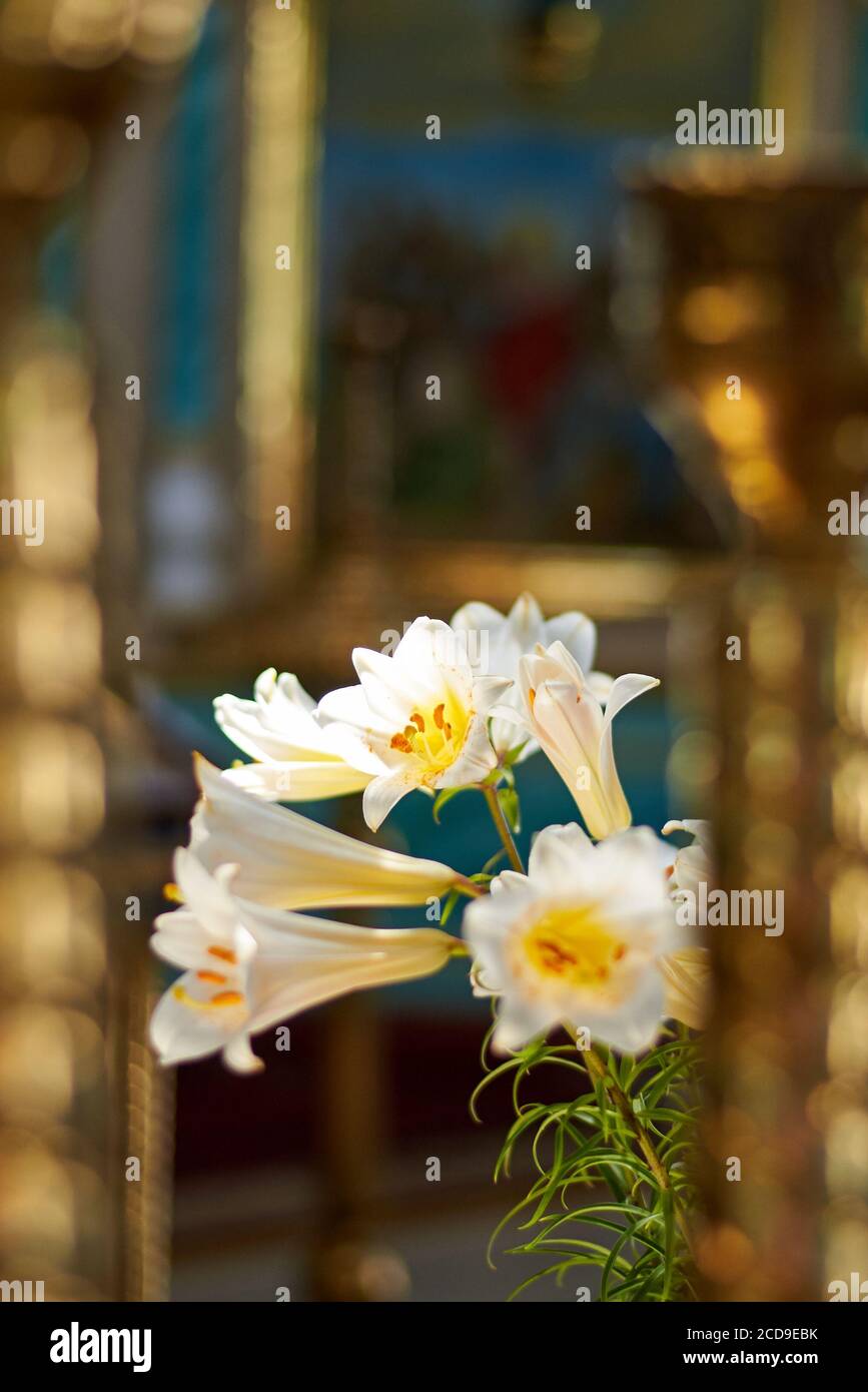Beautiful white lily flower in the church, a symbol of purity and faith ...