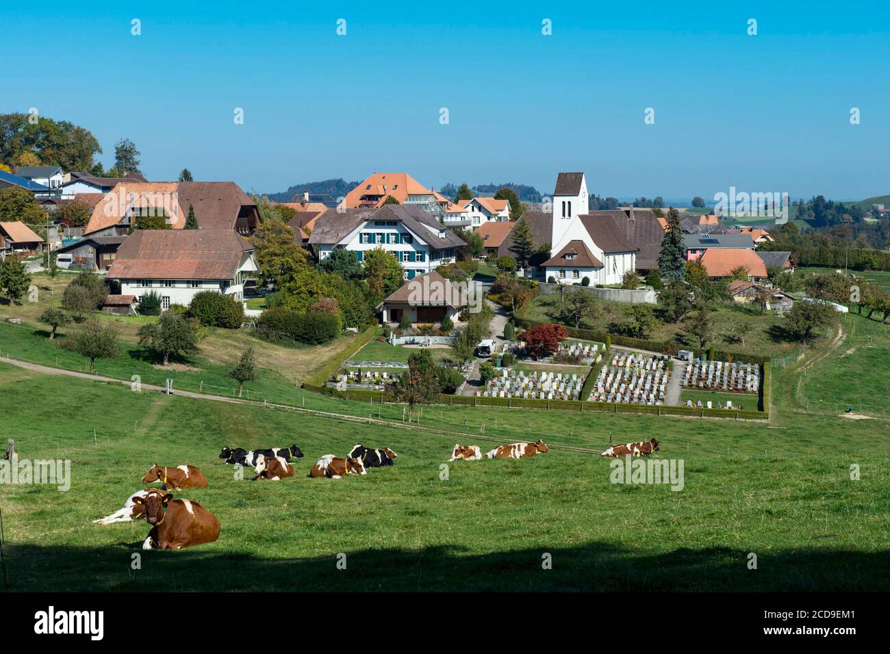 Cows in front of the church of hi-res stock photography and images - Alamy