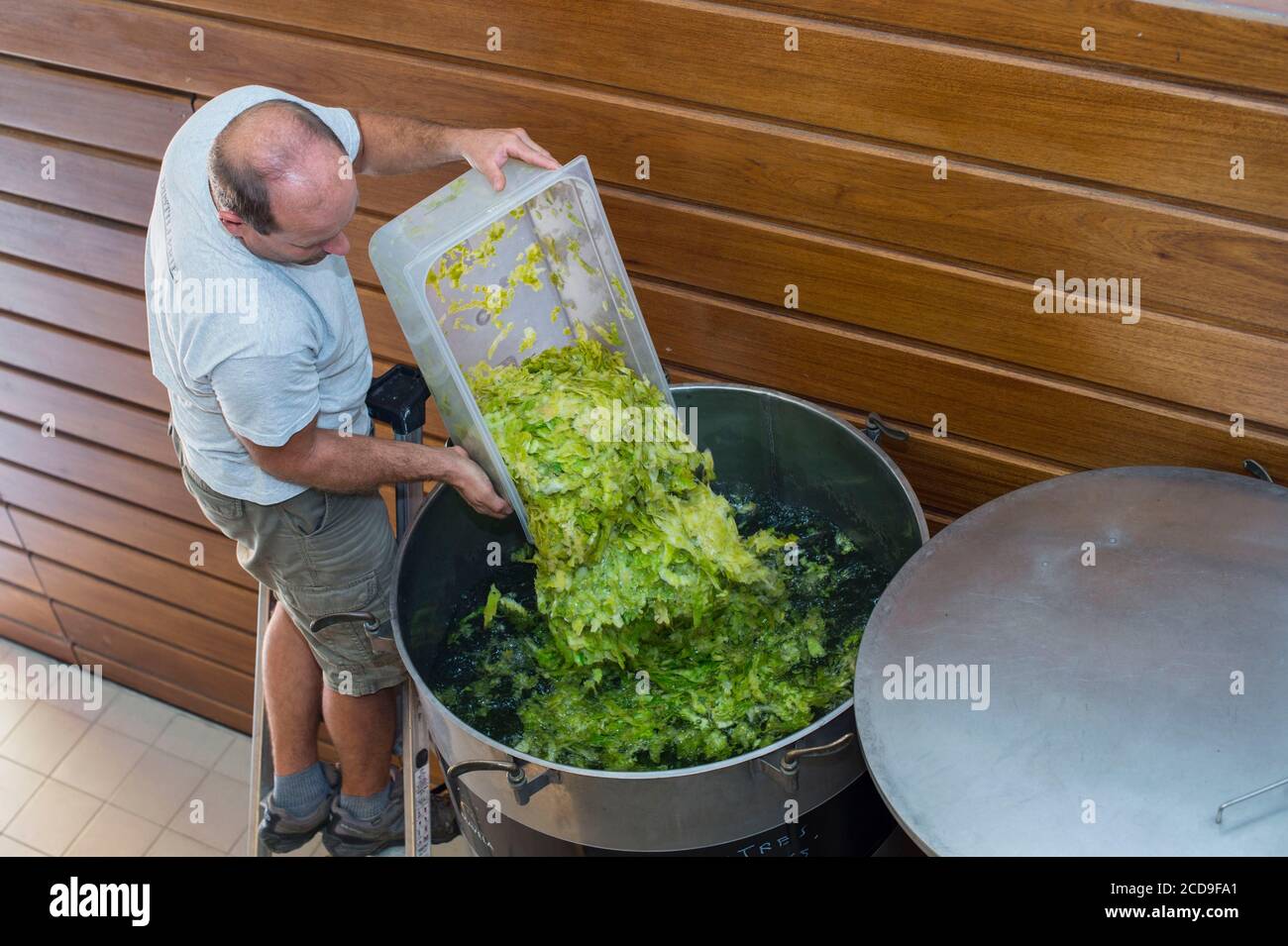 France, Haute Corse, Aleria, Pietra and Mavella distillery, manual work ...