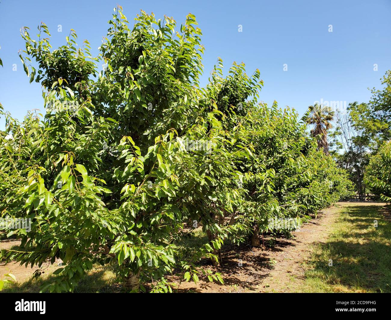 Cherry trees on a cherry farm in agricultural area of Brentwood ...