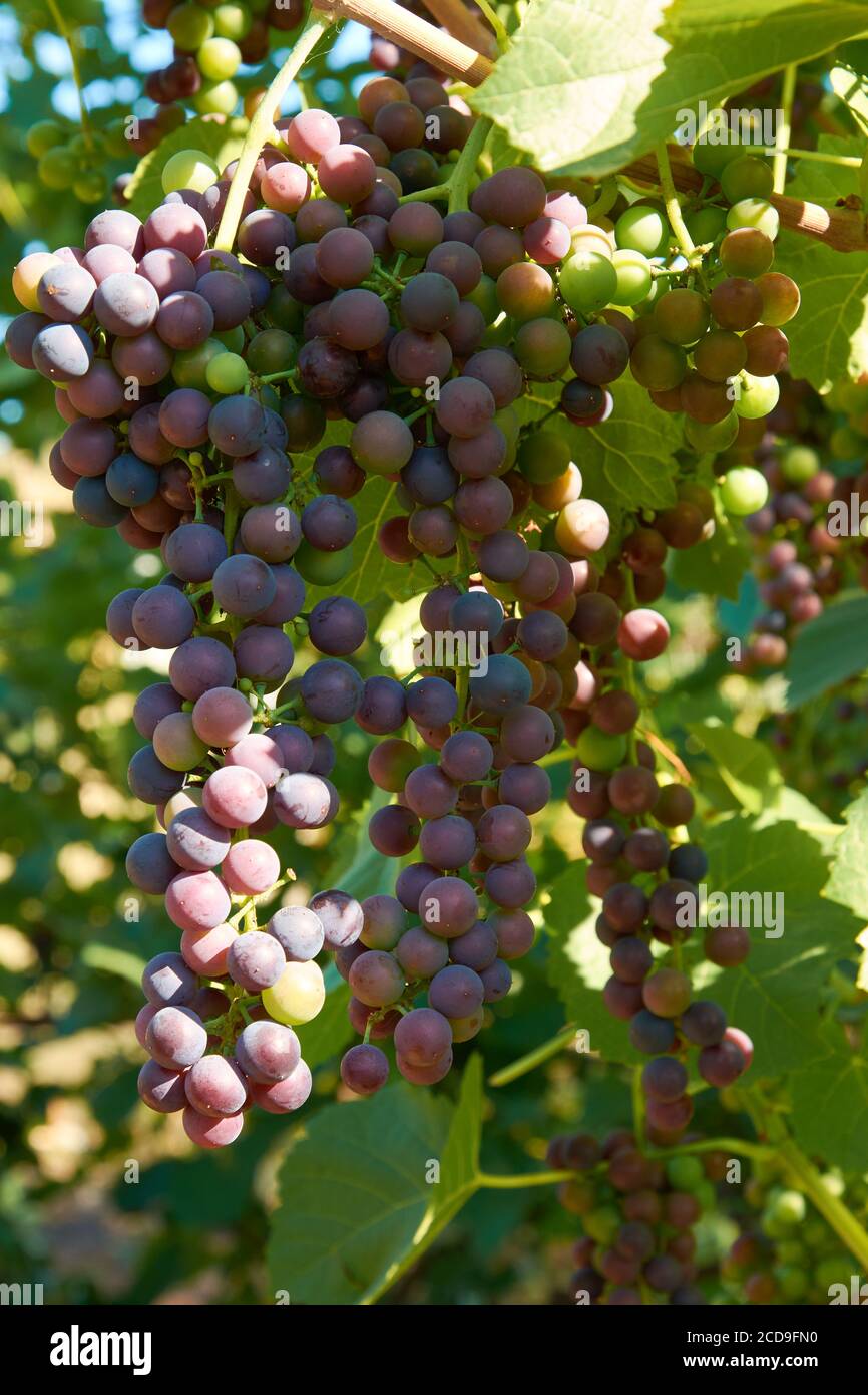 Different stages of ripening of wine grape. Clusters on the vine Stock ...