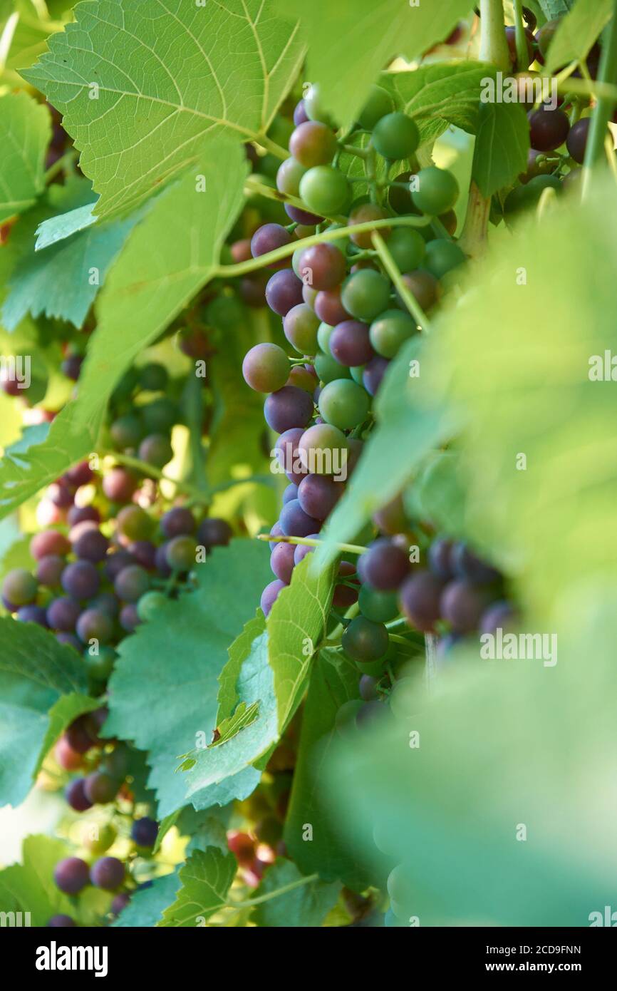 Different stages of ripening of wine grape. Clusters on the vine Stock ...