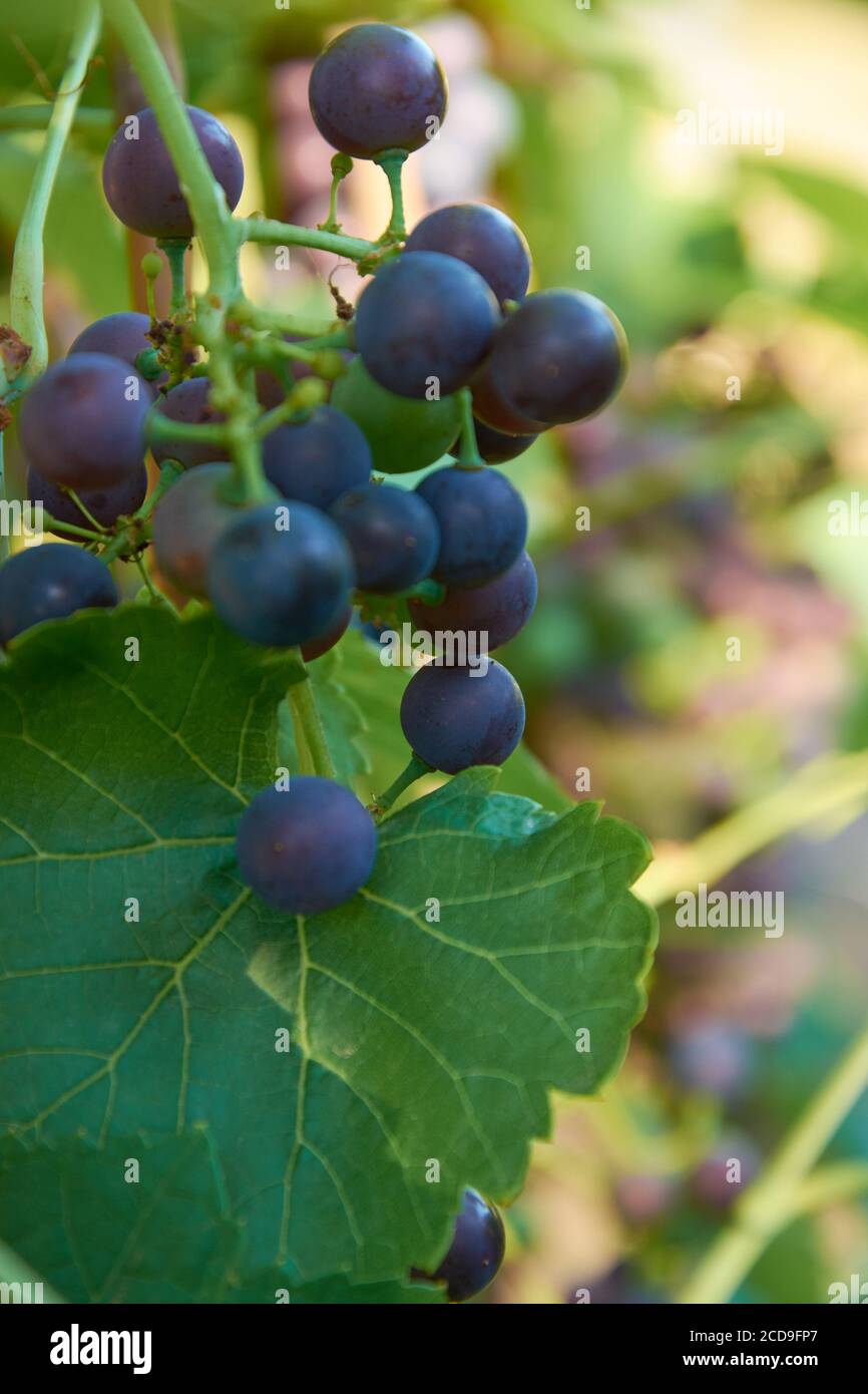 Different stages of ripening of wine grape. Clusters on the vine Stock ...