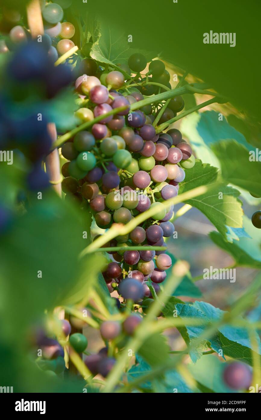Different stages of ripening of wine grape. Clusters on the vine Stock ...