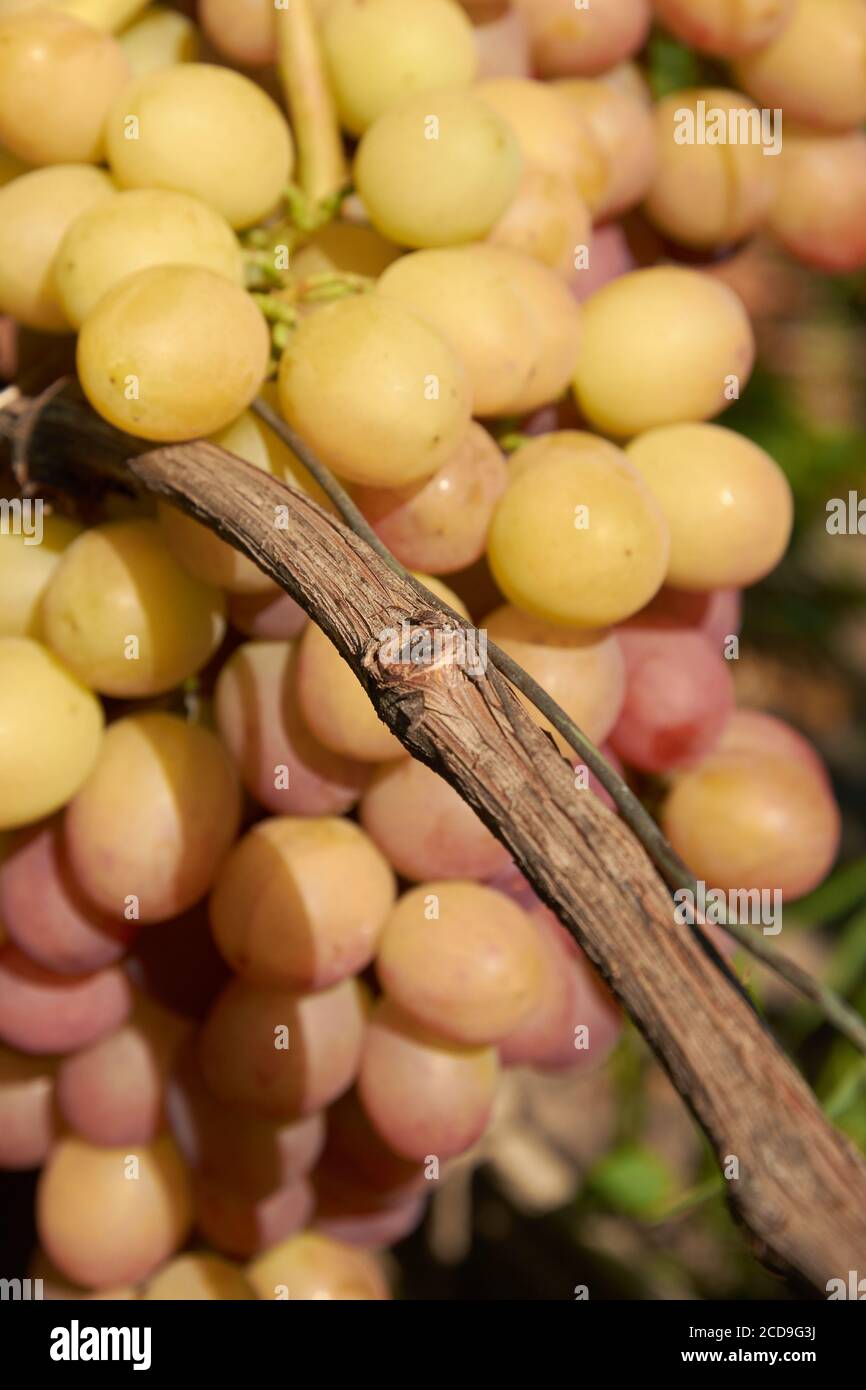 Grape cluster hi-res stock photography and images - Alamy