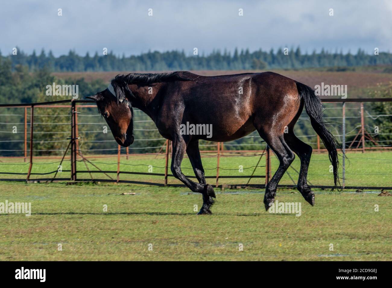 Bucking pony hi-res stock photography and images - Alamy