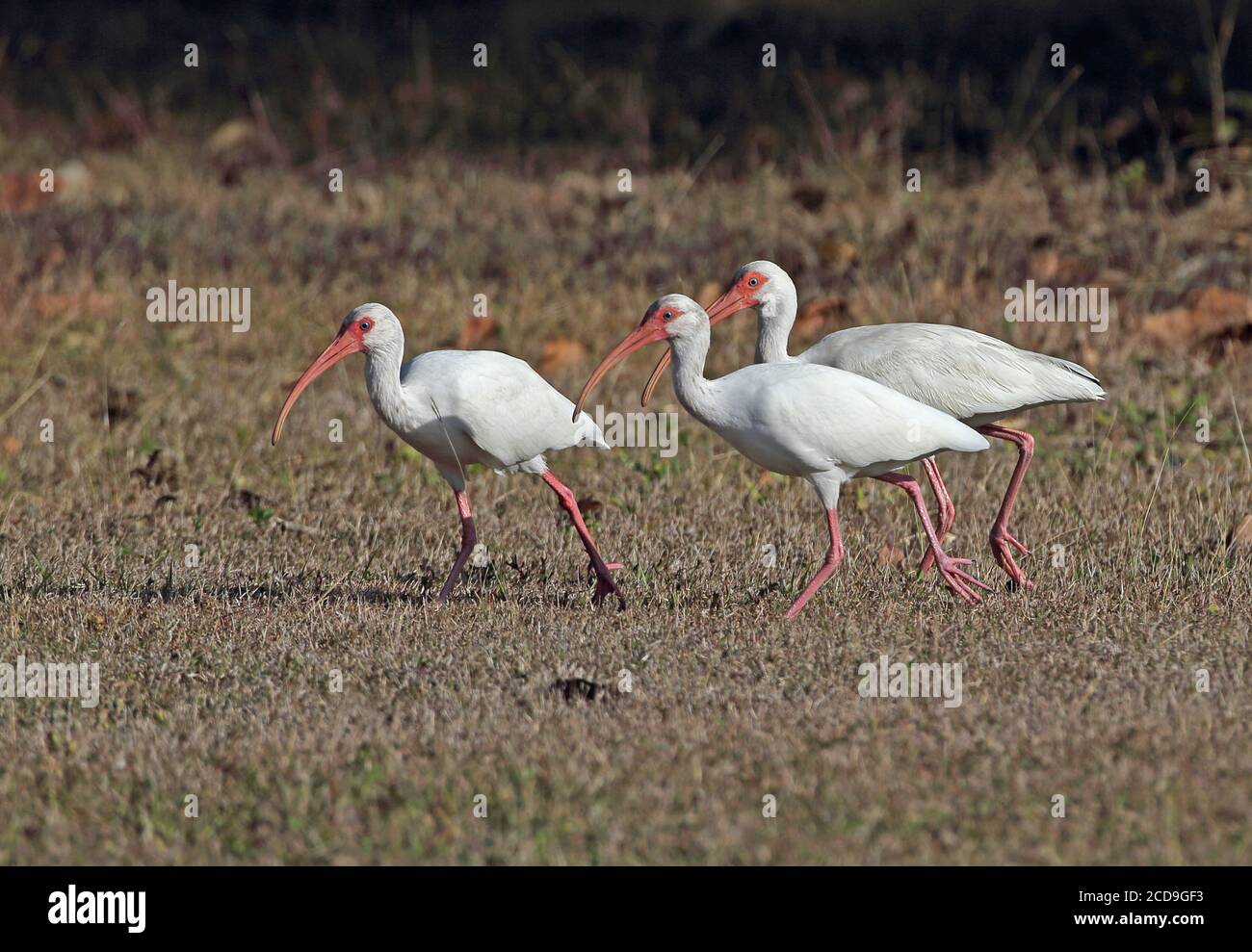 White Ibis (Eudocimus alba) three adults running on grass Zapata ...