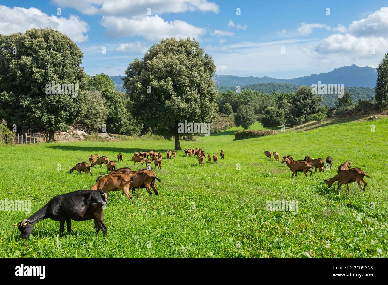 France, Corse du Sud, Alta Rocca, herd of goats in the meadows south of ...