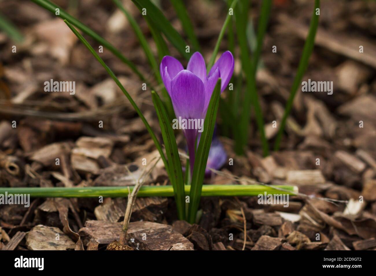 Garden crocus shoot hi-res stock photography and images - Alamy