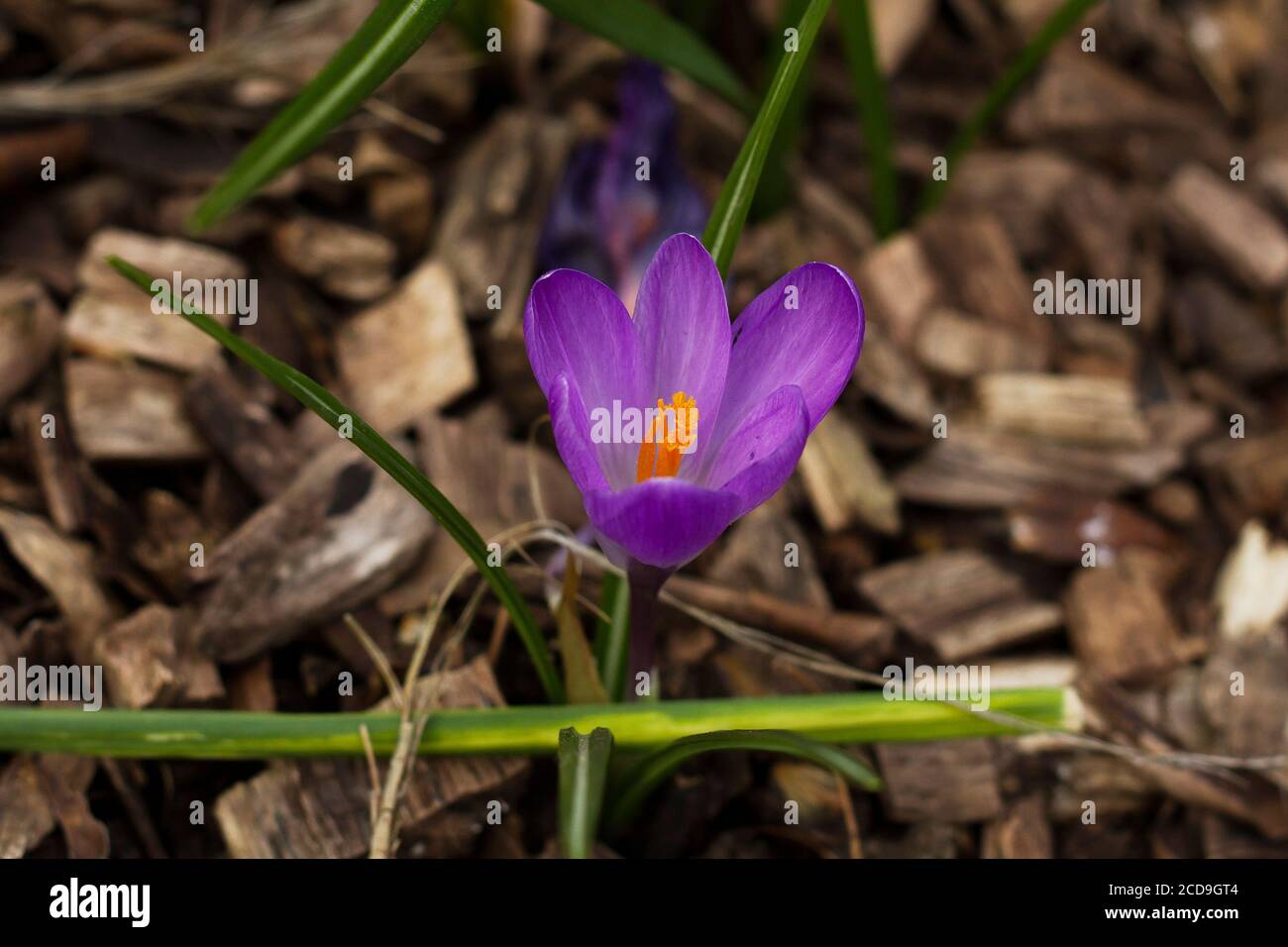 Garden crocus shoot hi-res stock photography and images - Alamy