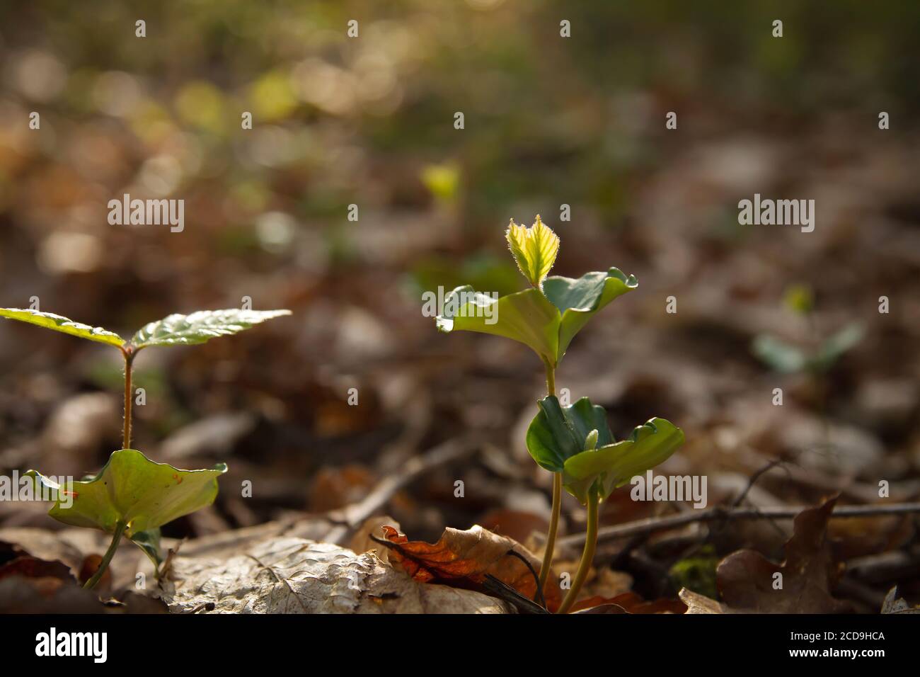 Sustaibability hi-res stock photography and images - Alamy