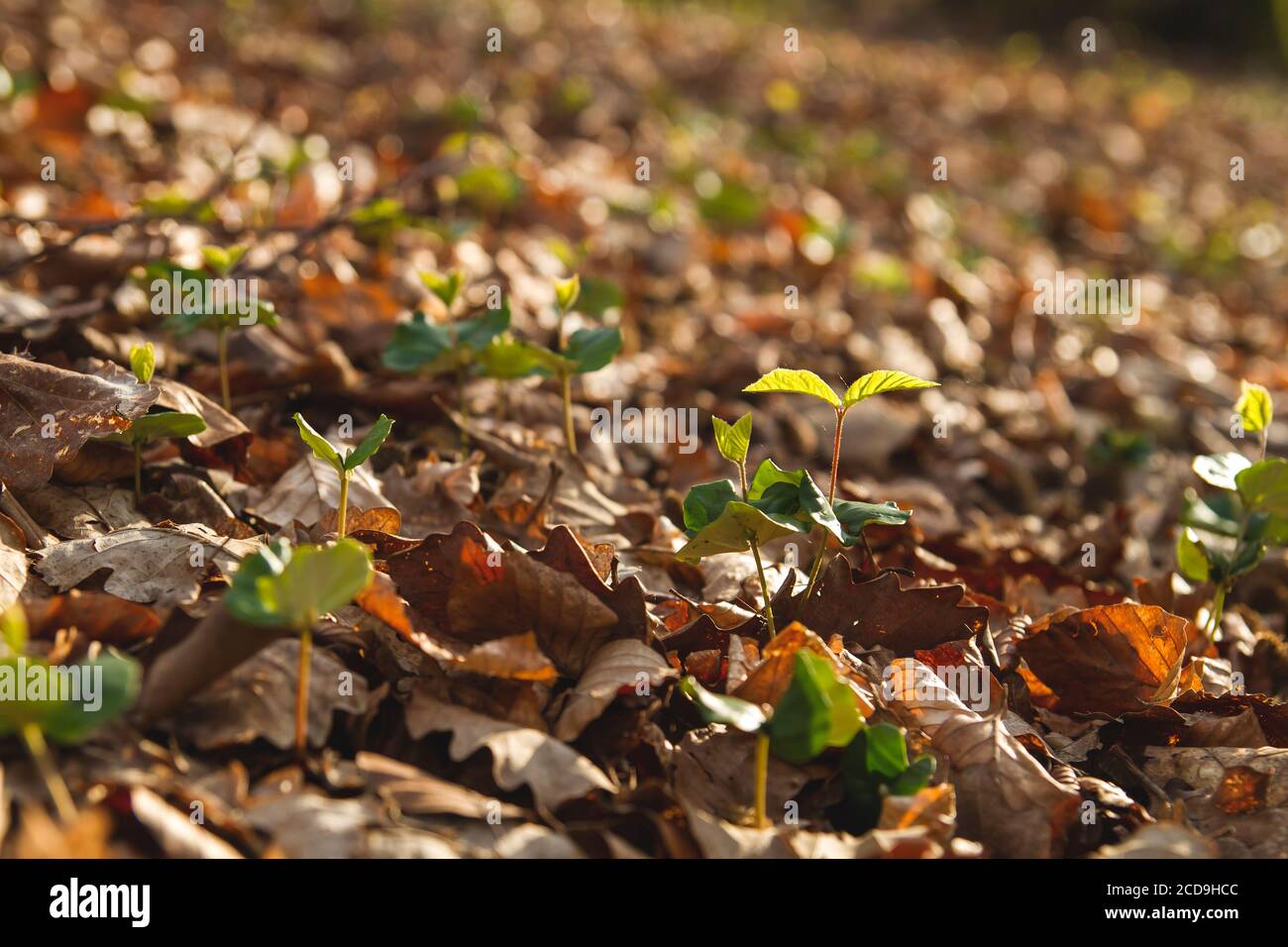 Beech trees sprouting in the springtime forest Stock Photo - Alamy