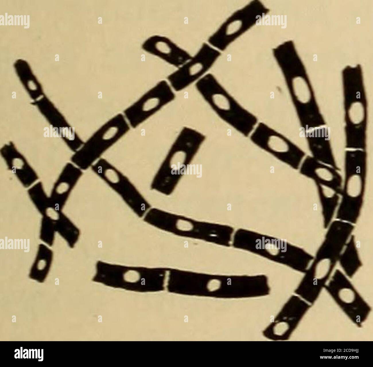 . Minor and operative surgery, including bandaging . Tubercle bacilli ...