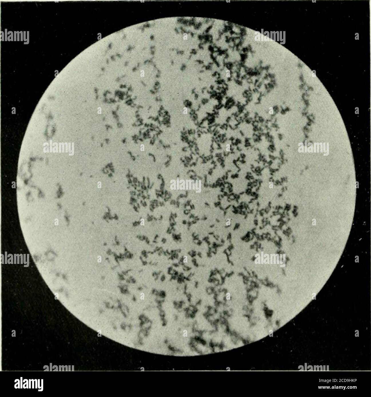 Film the guinea pig hi-res stock photography and images - Alamy