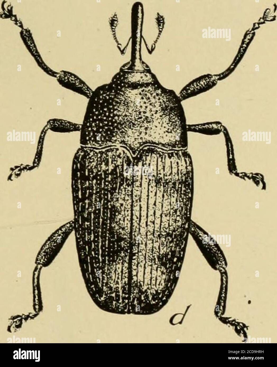 Laying an egg ring hi-res stock photography and images - Alamy