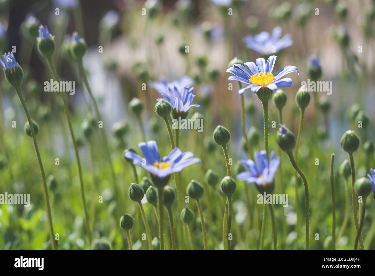 Blue daisy flowers Stock Photo - Alamy
