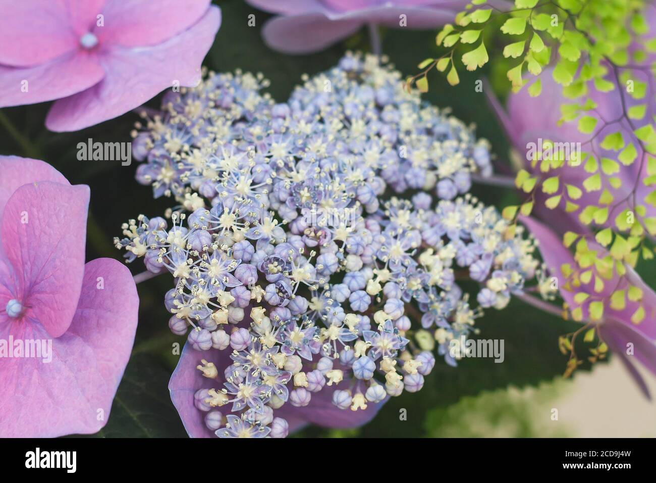 Hydrangea chinensis flowers detail Stock Photo - Alamy