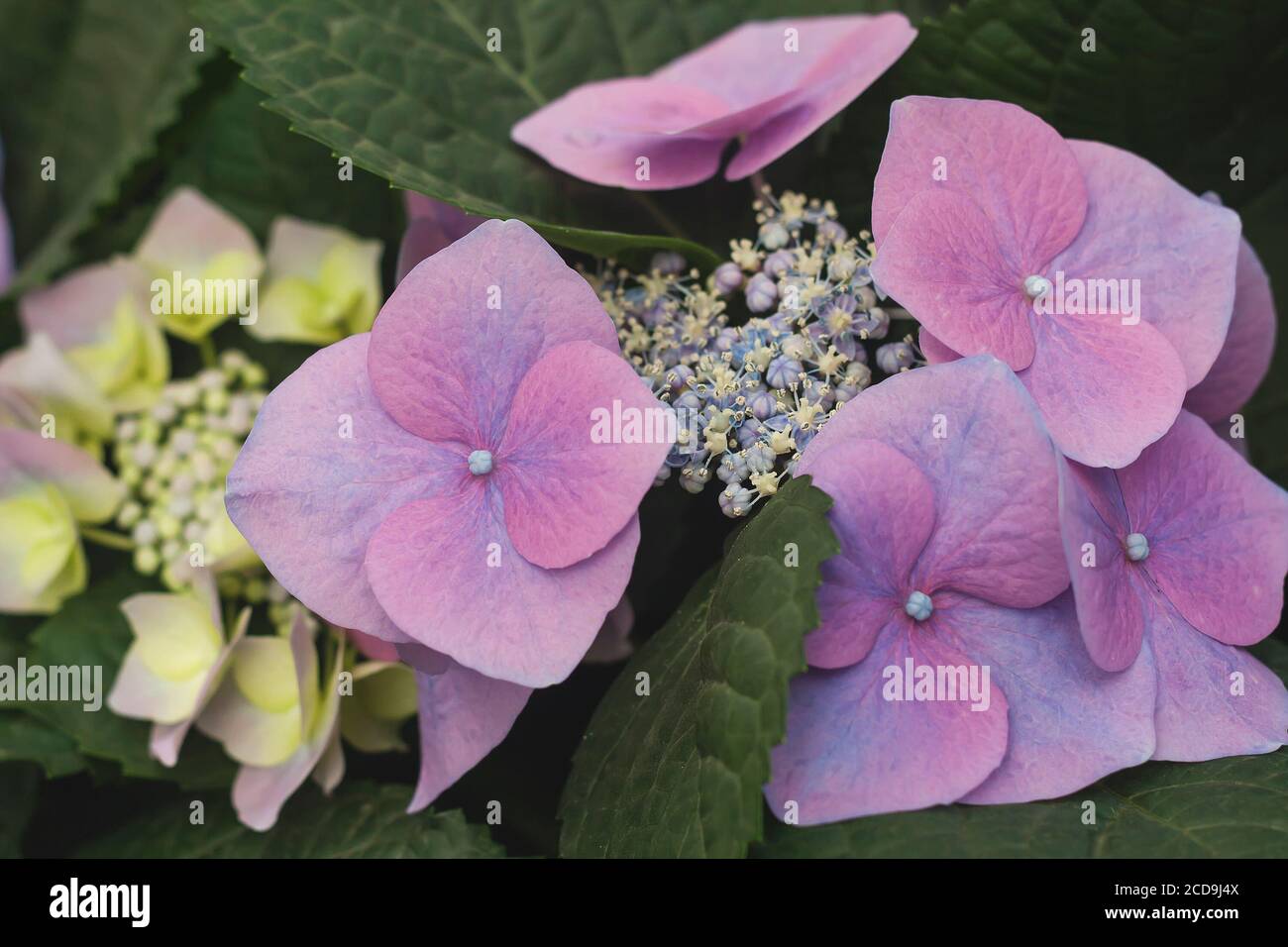 Hydrangea Chinensis High Resolution Stock Photography and Images - Alamy